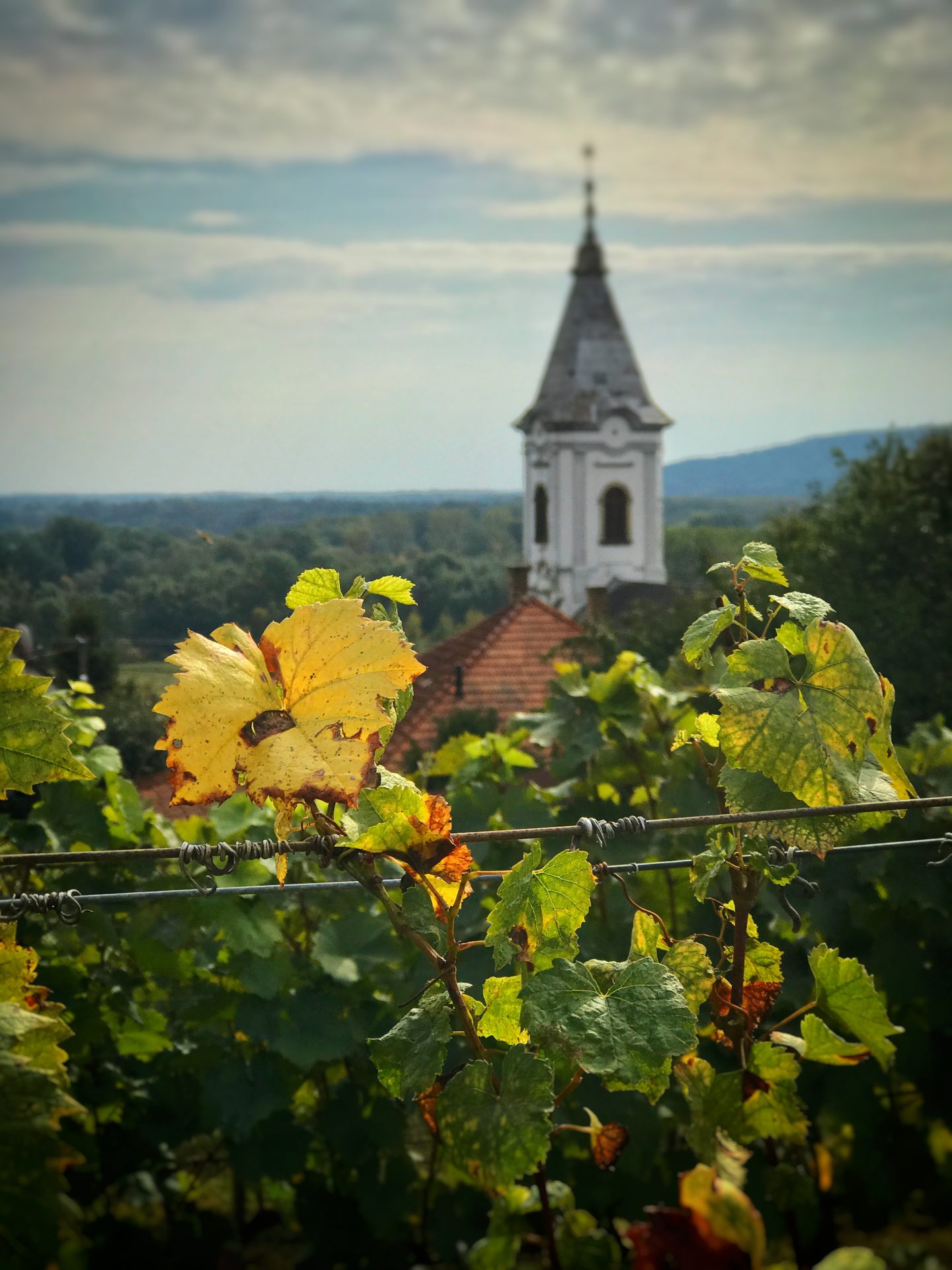 Unkari viinimaana - Suomi – Unkari Seura